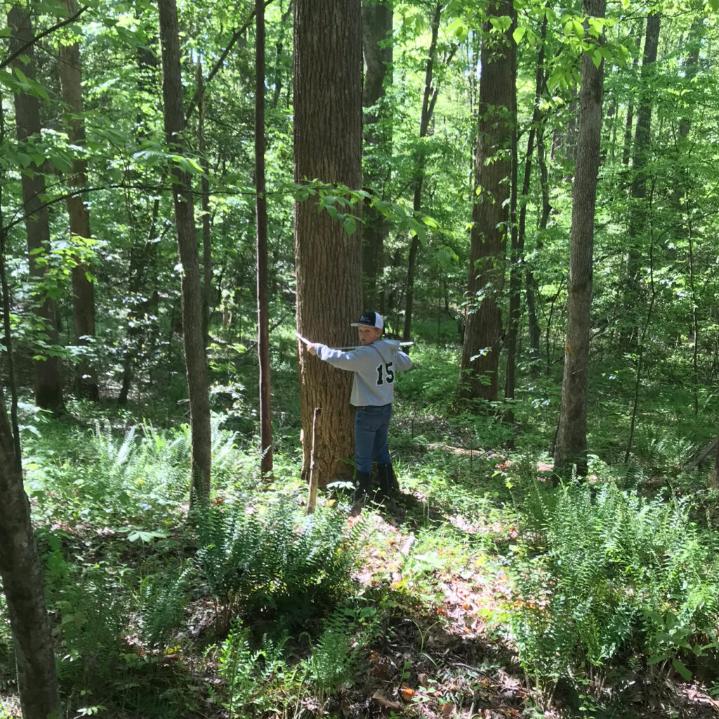 Services – Harvestmytimber